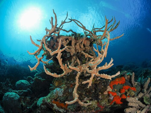 Clathria reinwardti · iNaturalist United Kingdom