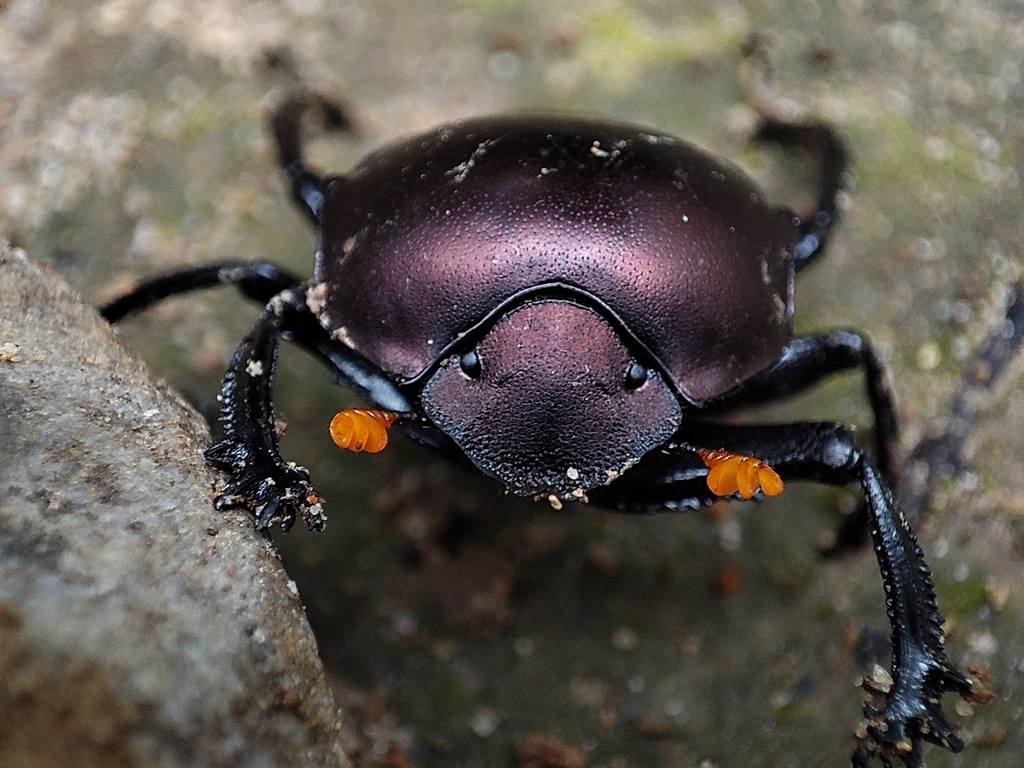 Paragymnopleurus sinuatus from 2/2162, Chandrabani, Dehradun, Ashkrodi ...