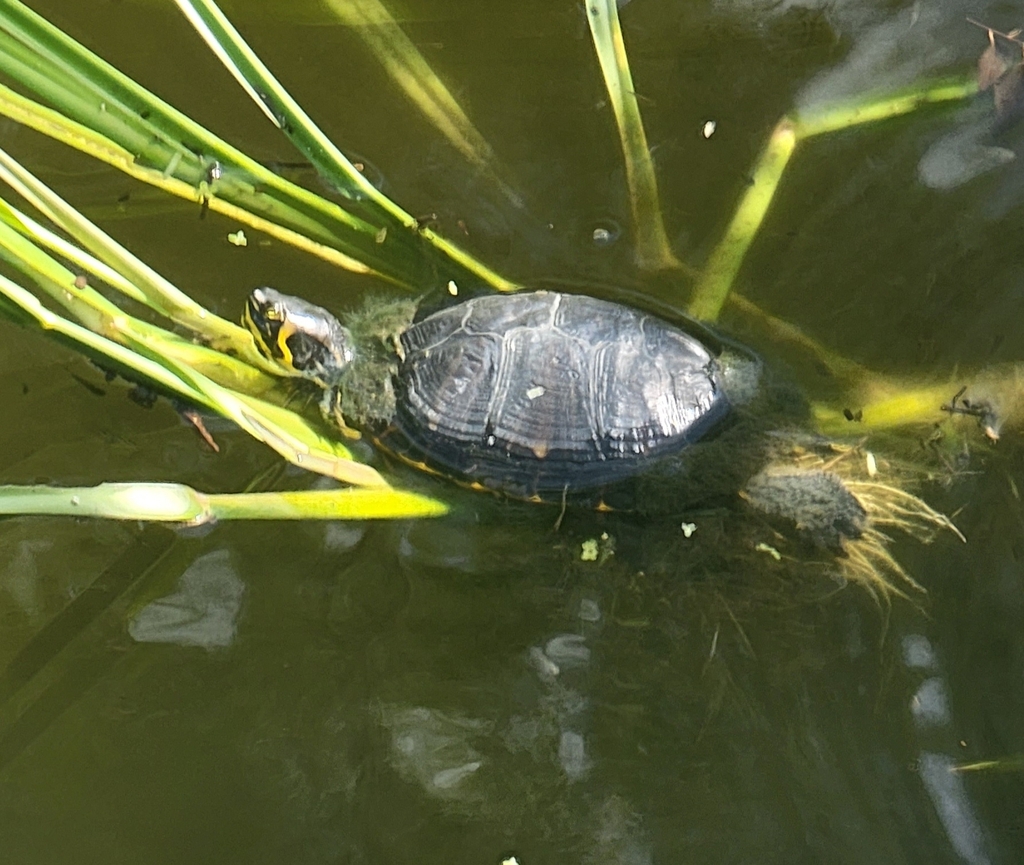 Yellow-bellied Slider from Water Reclamation Storage Tank, Gainesville ...