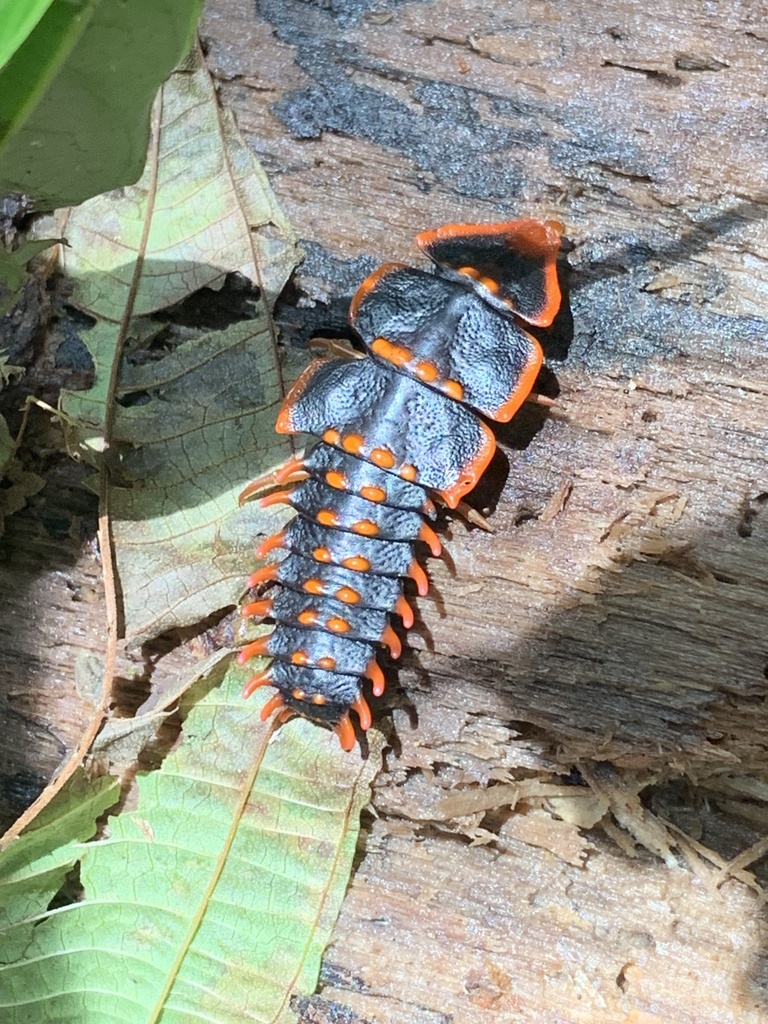 Trilobite Beetles from Taman Kinabalu, Kota Belud, Sabah, MY on July 21 ...