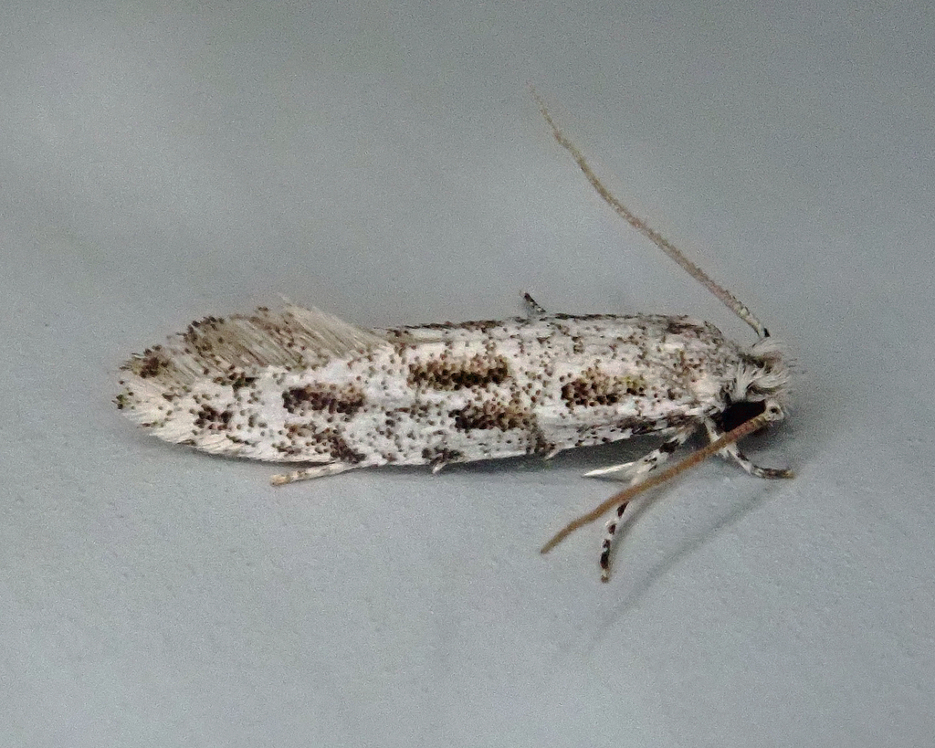 Brown-spotted Diachorisia Moth from Salem, NH 03079, USA on July 21 ...
