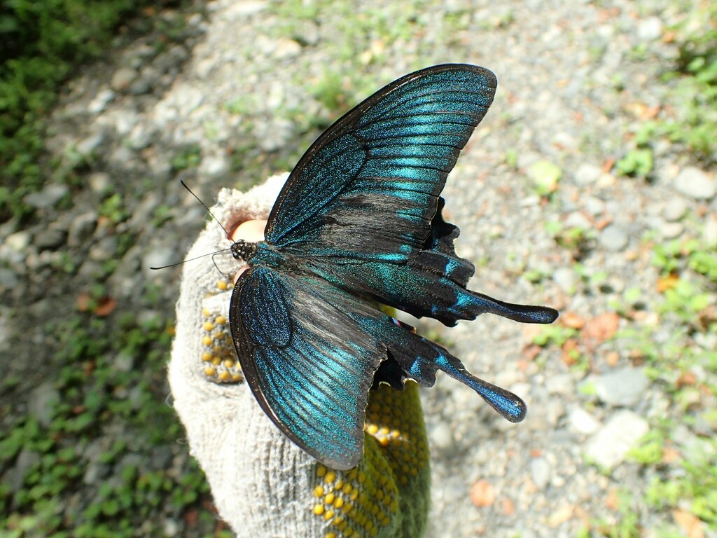 Alpine Black Swallowtail in August 2019 by renshuchu · iNaturalist