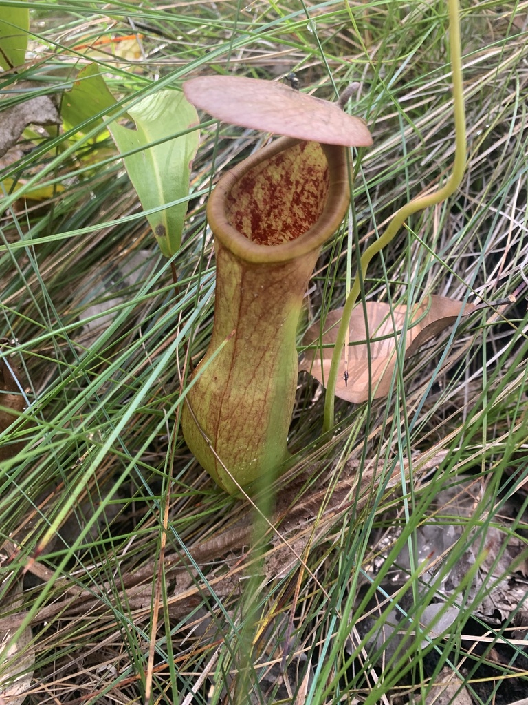 Common Swamp Pitcher-Plant from Portland Roads Rd, Lockhart River, QLD ...