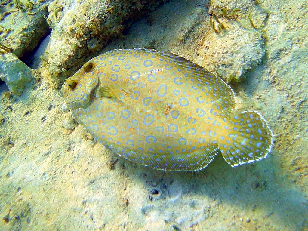 Atlantic Peacock Flounder (Bothus lunatus) - Marine Life Identification