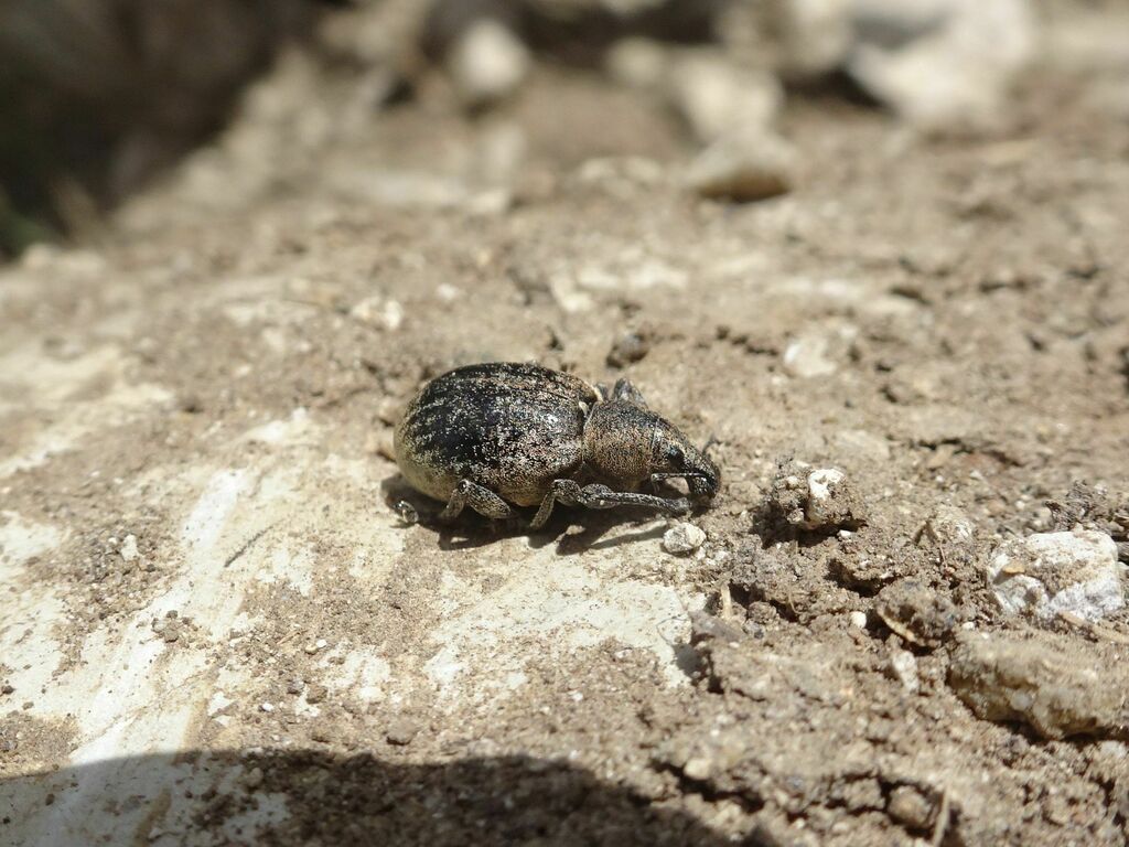 chequered weevil from 73670 Entremont-le-Vieux, France on July 4, 2024 ...