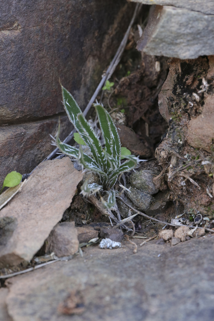 Gethyllis longistyla in July 2024 by NT Moolman · iNaturalist
