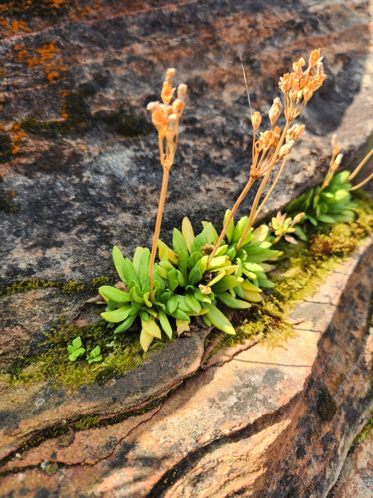 Mistassini Primrose from La Pointe, WI, USA on July 18, 2024 at 11:11 ...