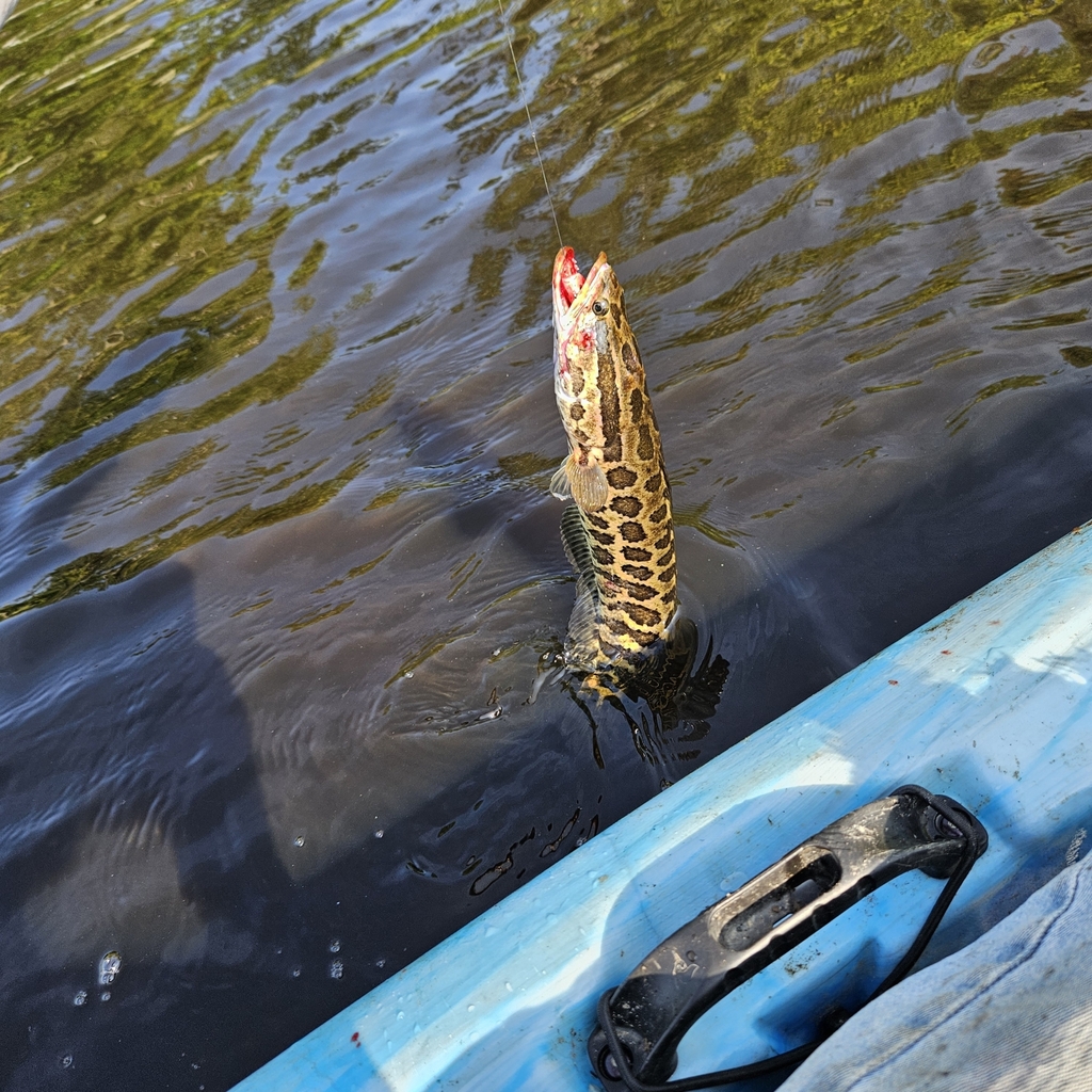 Northern Snakehead from Cambridge, MD 21613, USA on July 19, 2024 at 09:33 AM by Christopher ...