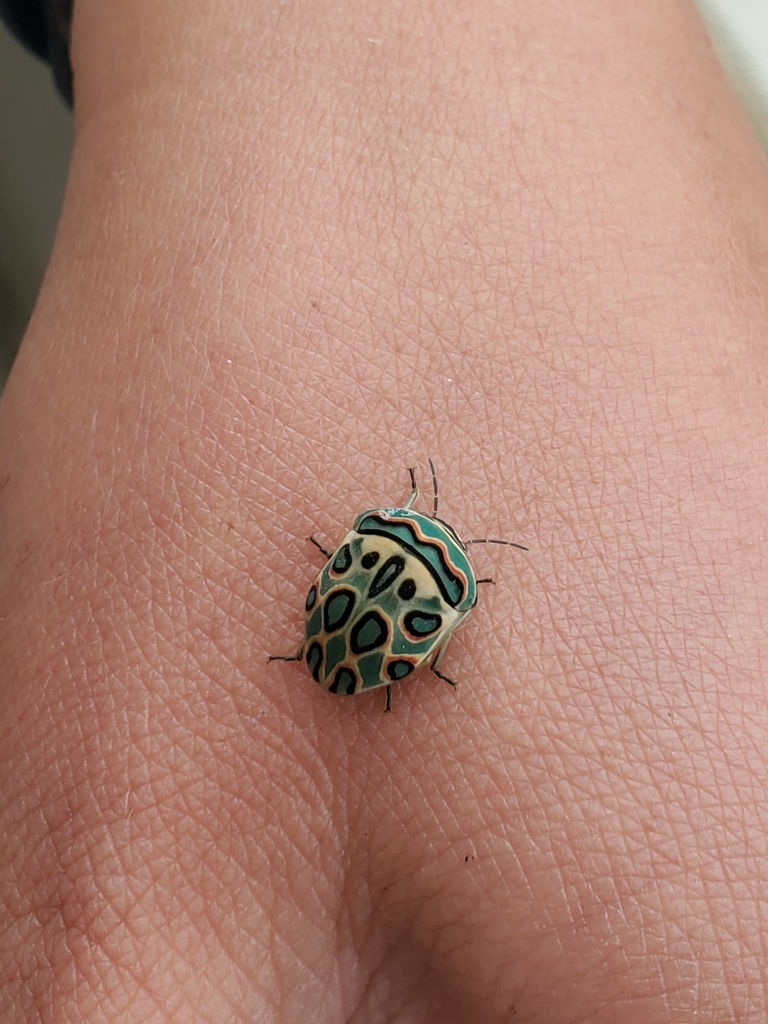 Picasso Bug from Sekei, Arusha, Tanzania on July 21, 2024 at 03:44 PM ...