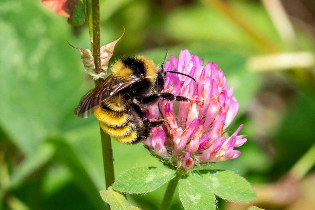 Northern Amber Bumble Bee from Jefferson, NH, USA on July 20, 2024 at ...