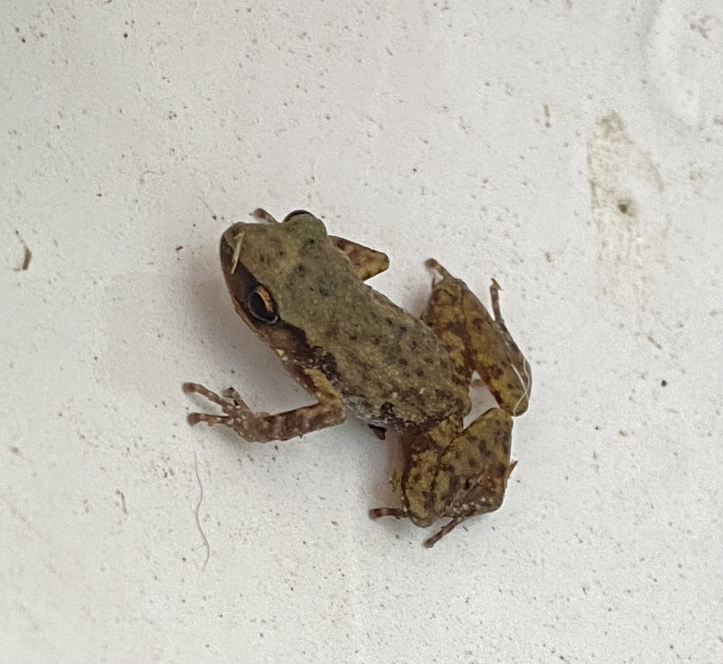 Rio Grande Chirping Frog from Meadow Run Dr, Friendswood, TX, US on ...