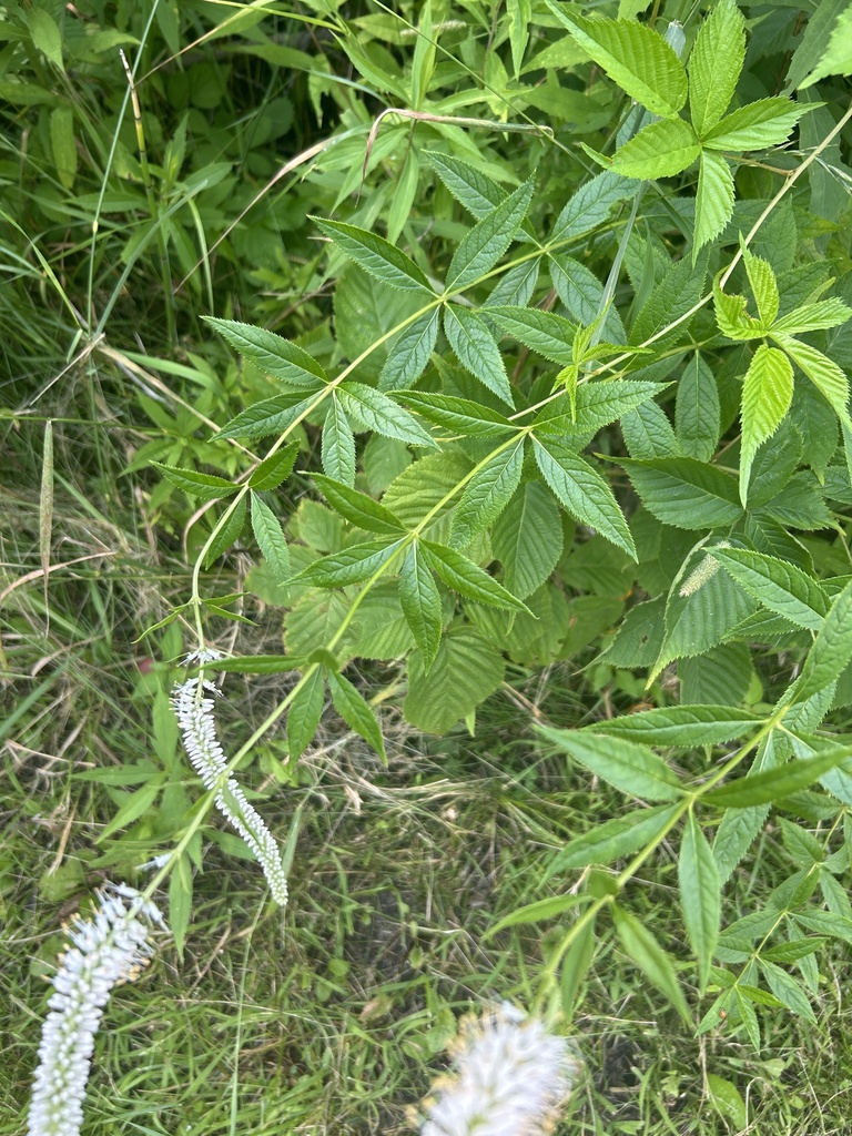 Culver's root from Lino Lakes, MN, US on July 20, 2024 at 02:45 PM by ...