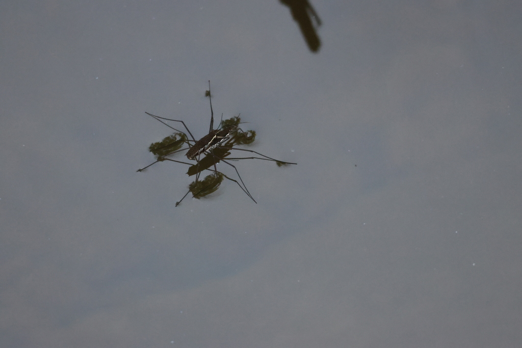 North American Common Water Strider from Mississauga, ON, Canada on ...