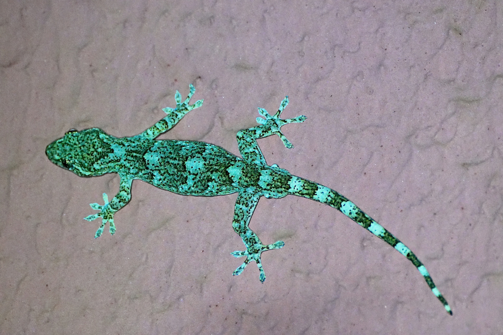 Calling Geckos in July 2024 by momo shou · iNaturalist