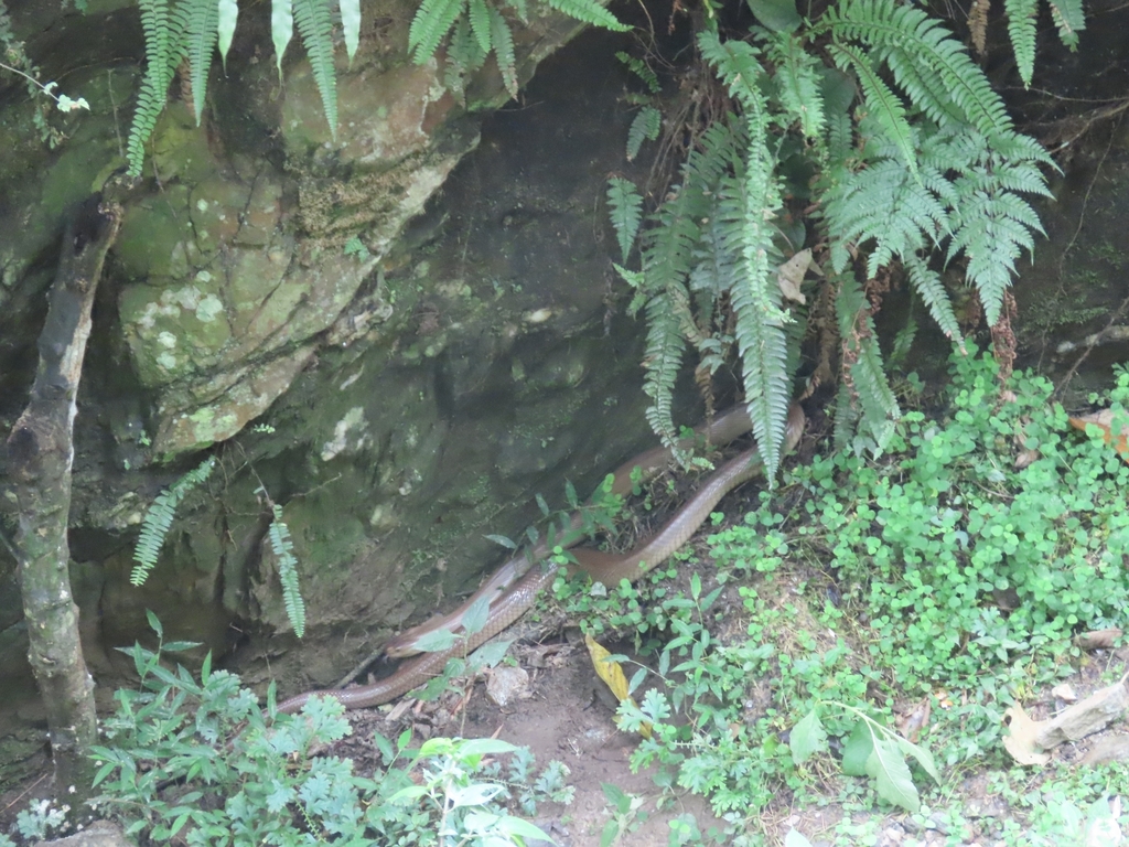 Monocellate Cobra from 8HJG+QW9, Lingdum, Sikkim 737135, India on July ...