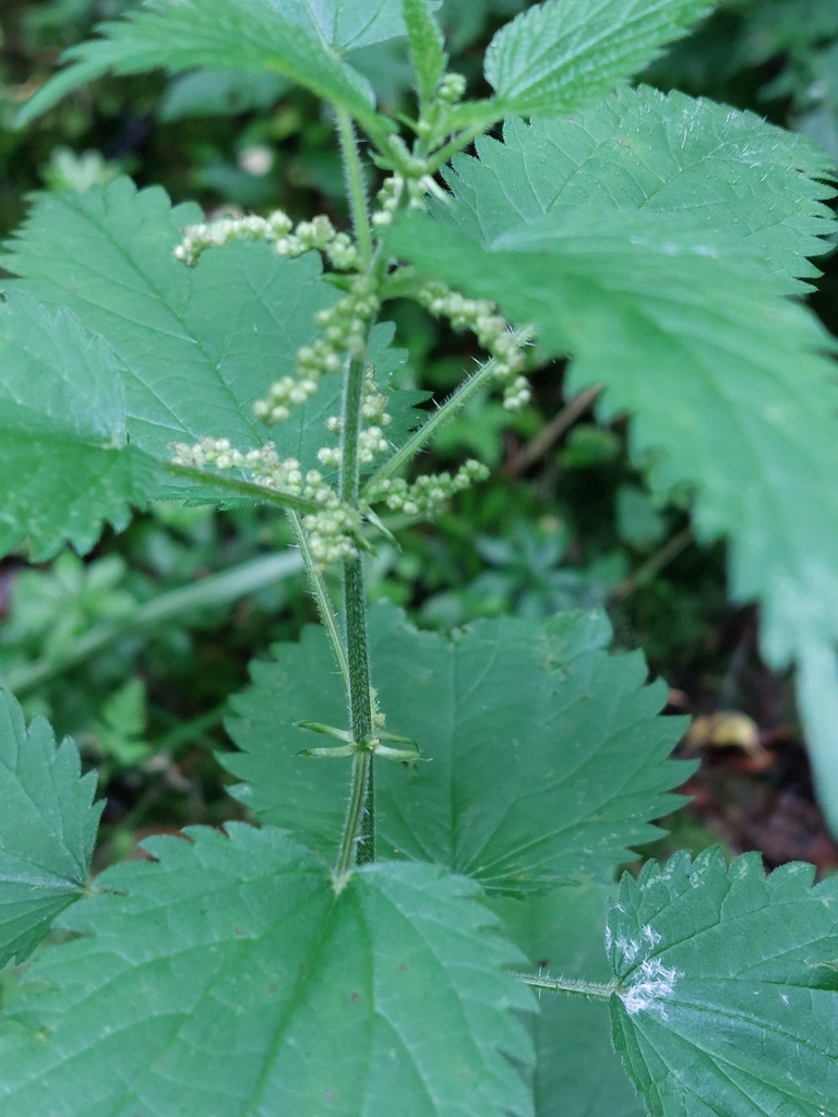 great stinging nettle from Scottish Borders, Scotland, GB on 21 July ...