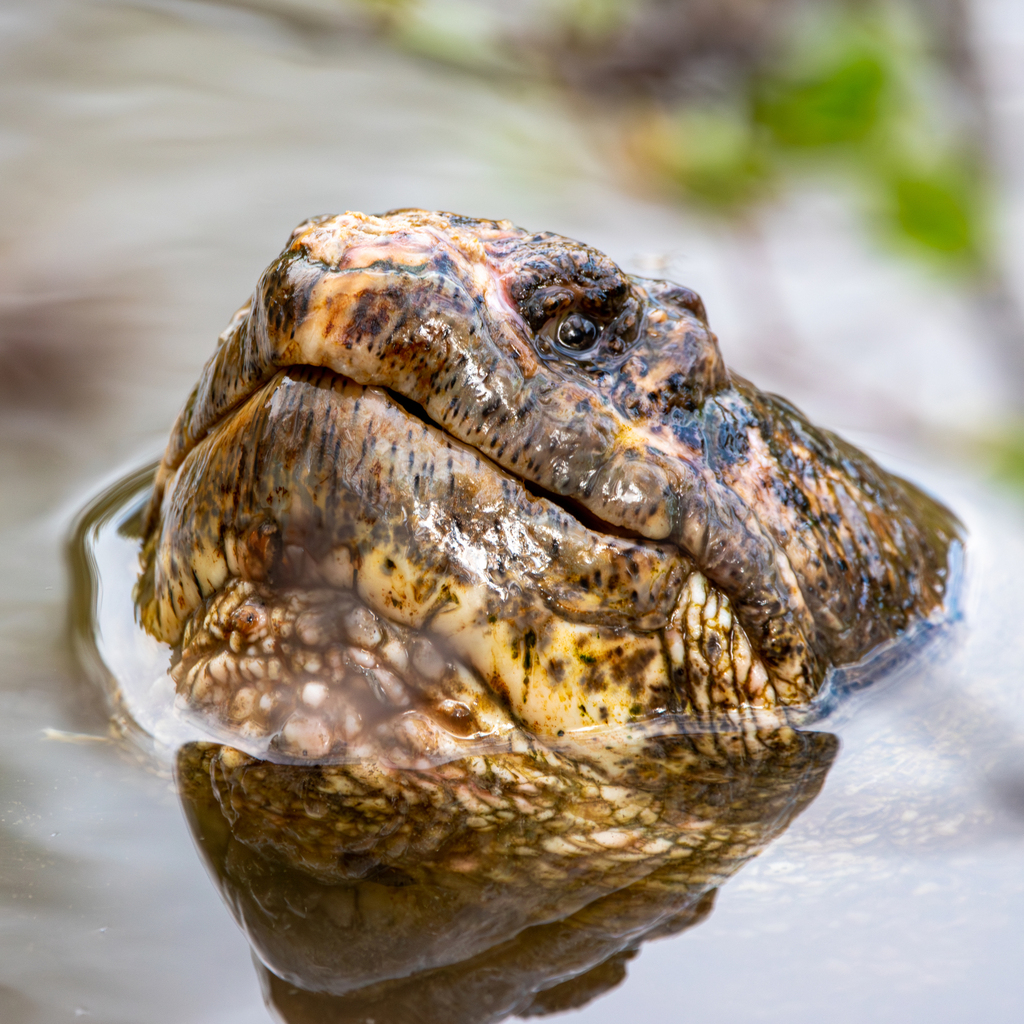 Common Snapping Turtle from Portland, ME, USA on May 11, 2021 by ...