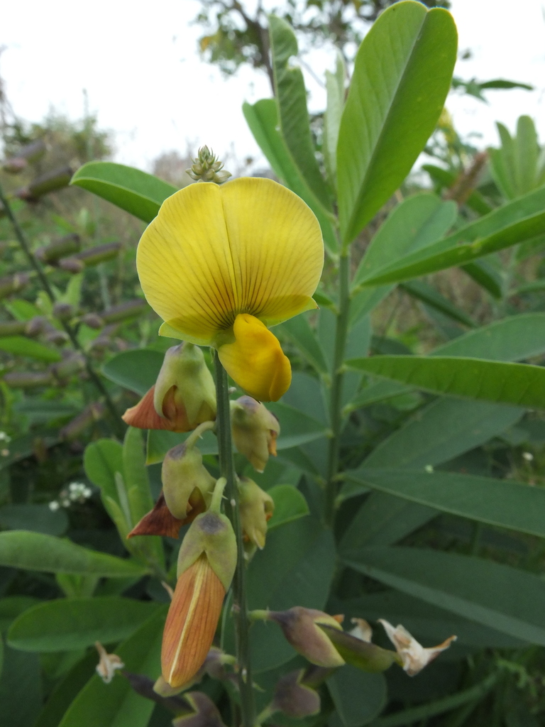 Rattleweed (Crotalaria retusa) - Botanical Realm