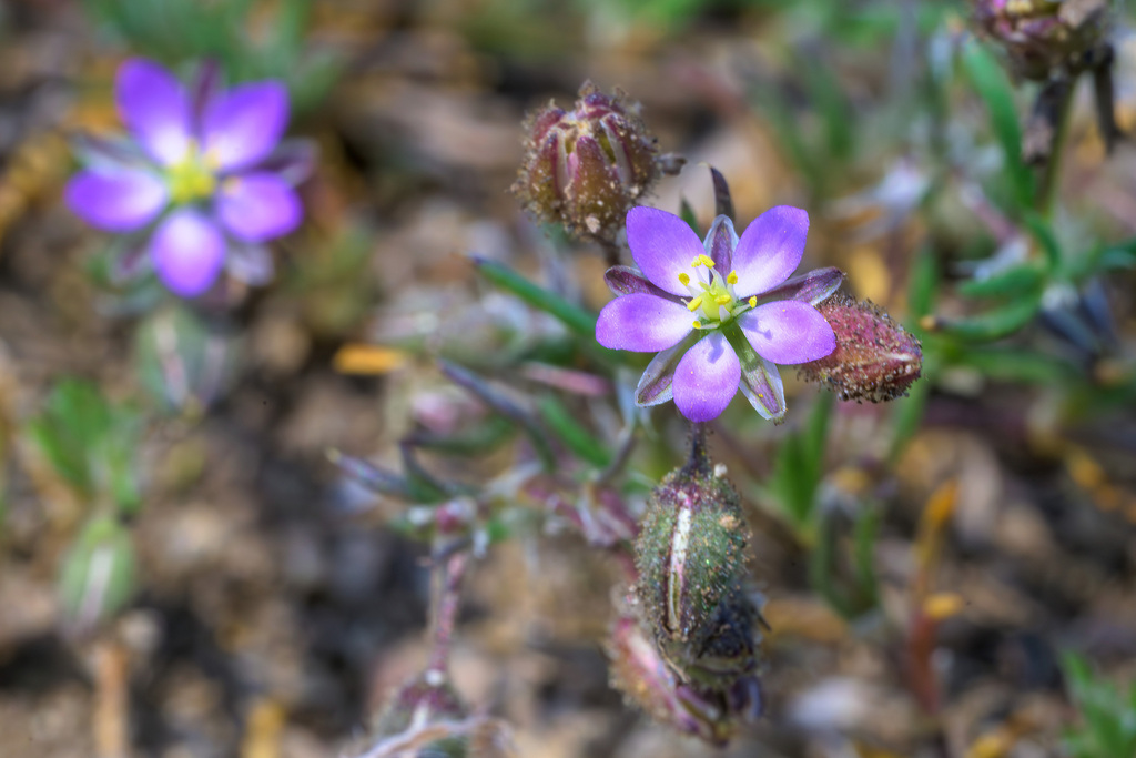 Red Sand Spurrey from Missoula County, MT, USA on July 20, 2024 at 12: ...