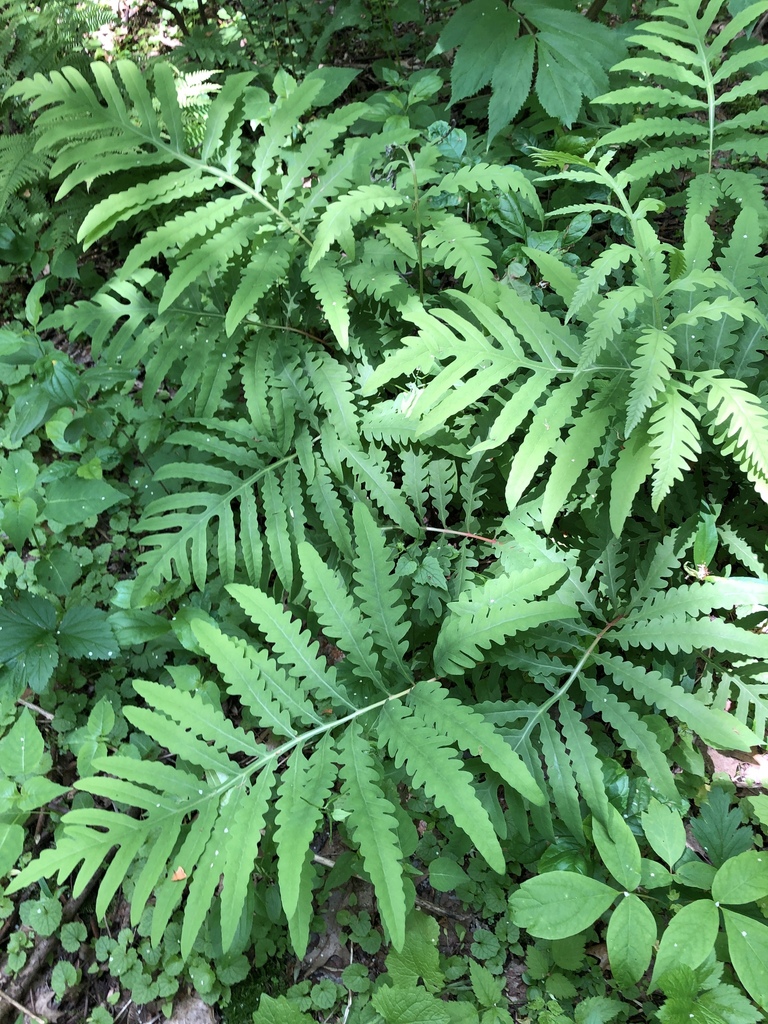 sensitive fern from Quarry Hill Nature Center, Rochester, MN, US on ...