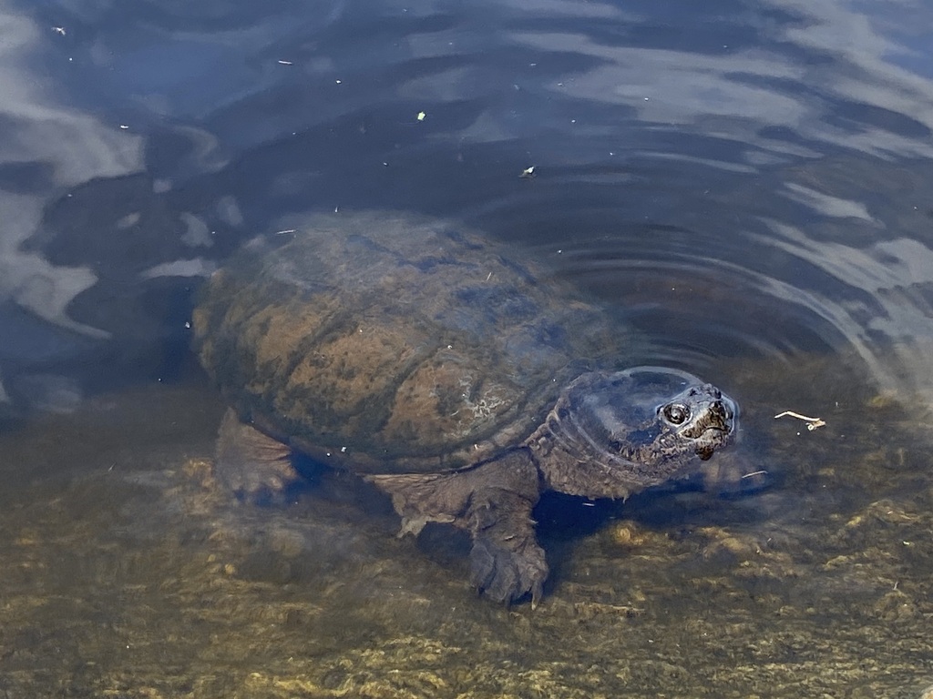 Common Snapping Turtle from Parry Sound District, ON, Canada on July 15 ...