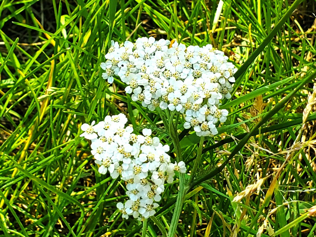 common yarrow from Douglas County, NV, USA on July 20, 2024 at 09:47 AM ...