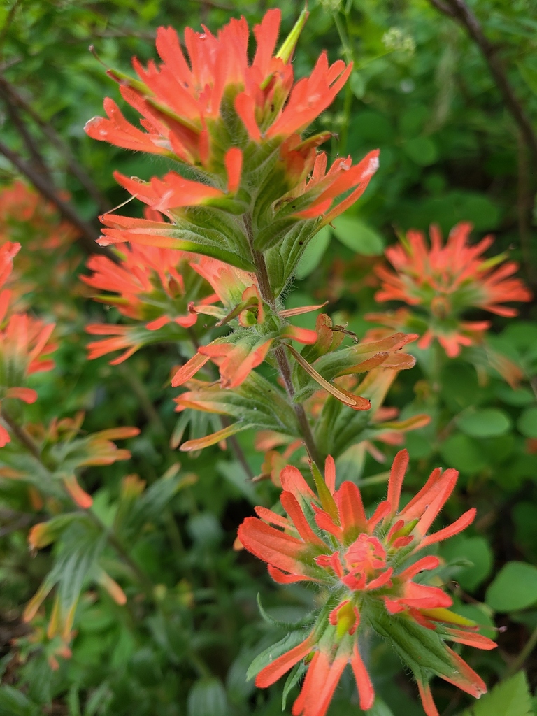 Harsh Indian-paintbrush from Browder Ridge, Oregon 97345, USA on June ...