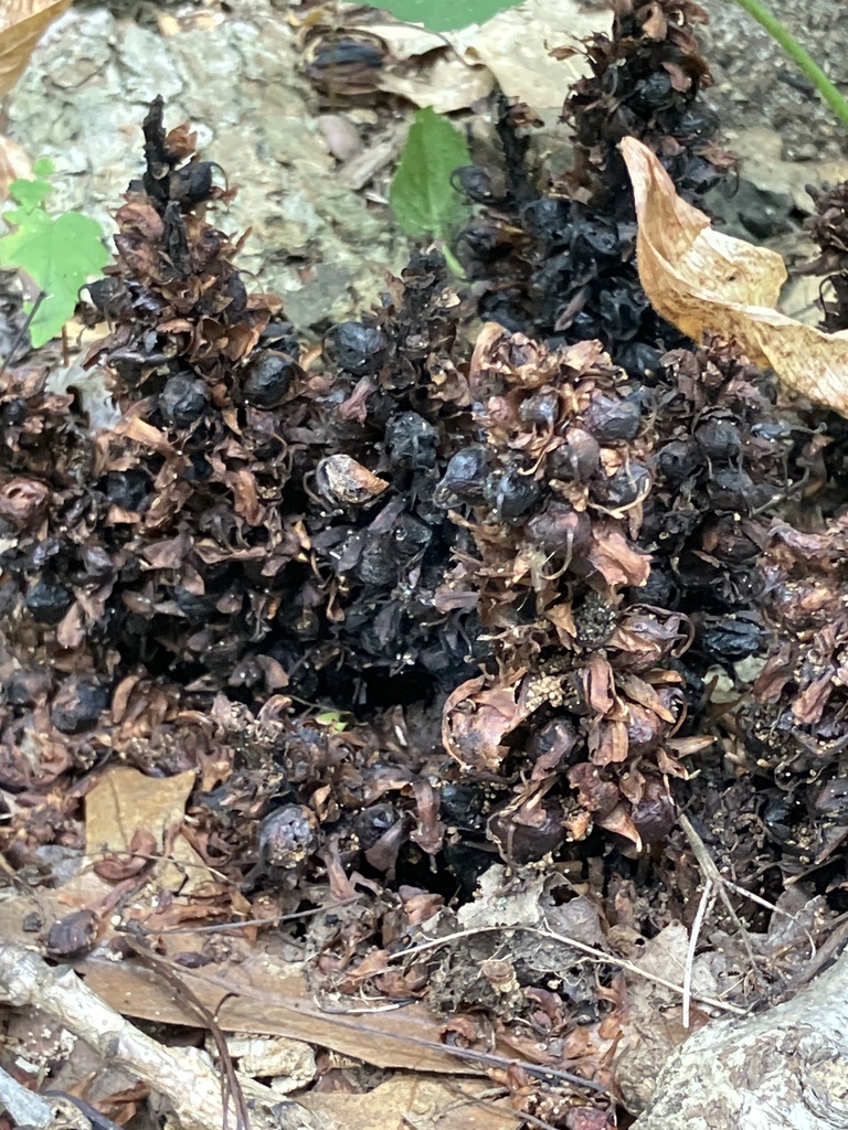 American cancer-root in July 2024 by shagbarkben · iNaturalist