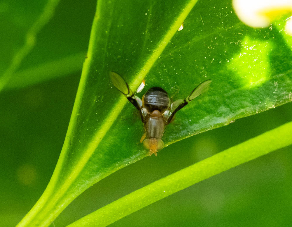 Spectacled Berry Fly from Gravesend, UK on July 18, 2024 at 11:03 AM by ...