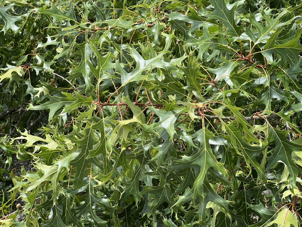 black oak from Starved Rock State Park, Ottawa, IL, US on July 20, 2024 ...