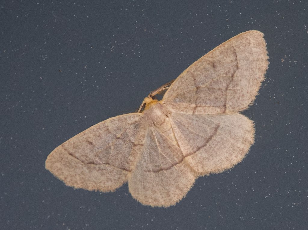 Curved-lined Looper Moth from Goochland County, VA, USA on July 21 ...