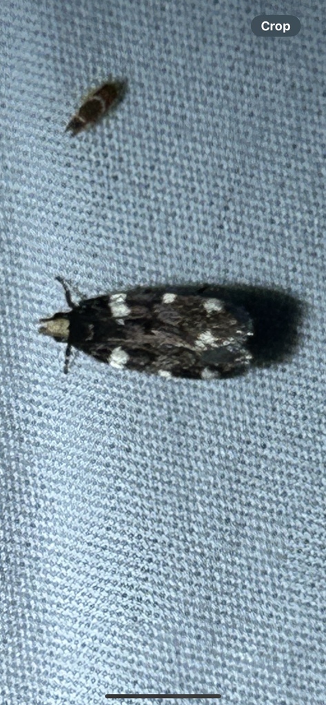 Redbud Leaffolder Moth from Holford Rd, Garland, TX, US on July 20 ...
