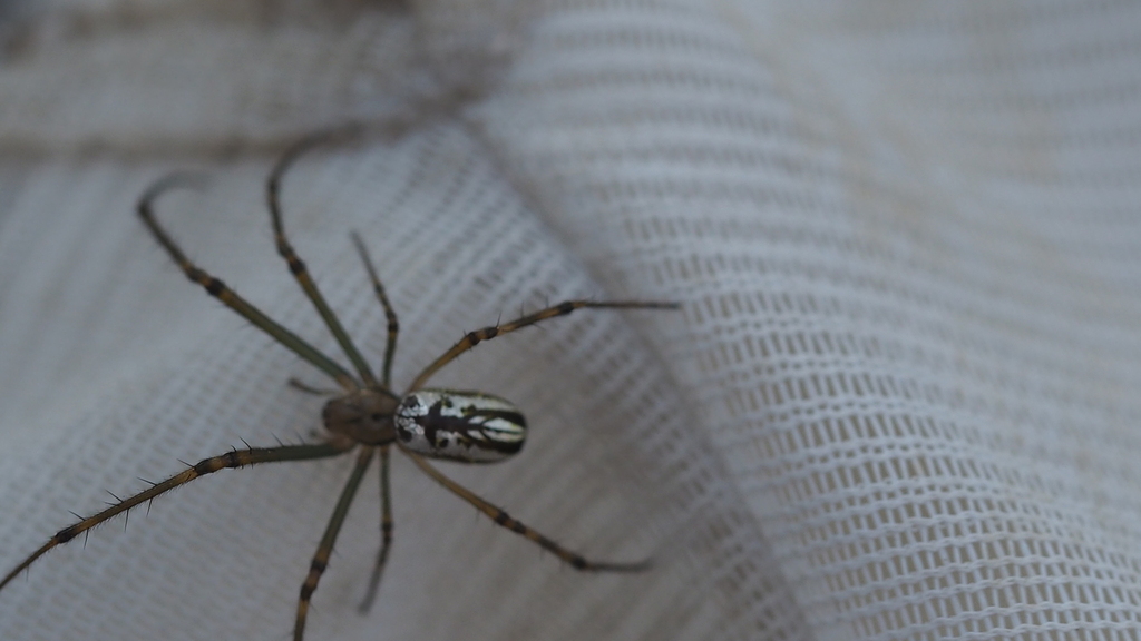Long-jawed Orbweavers from Walligan QLD 4655, Australia on June 20 ...