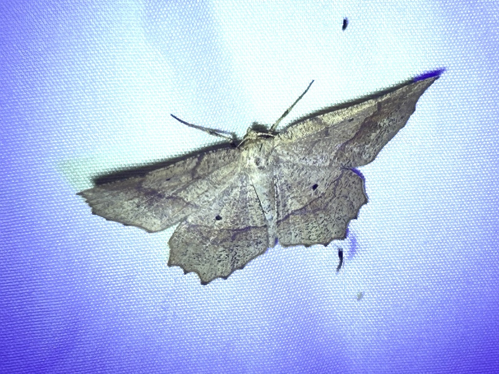 Ochre Euchlaena Moth from Holford Rd, Garland, TX, US on July 20, 2024 ...