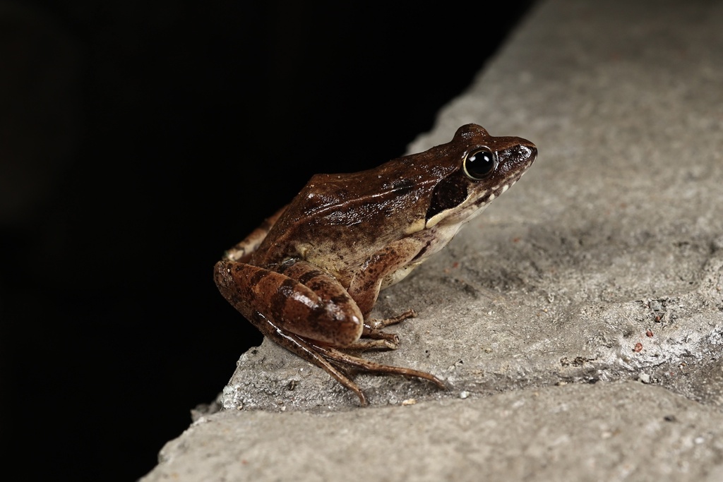 Zhenhai Brown Frog from 普陀区海岛公园, 舟山市, 浙江省, CN on July 21, 2024 at 08:46 ...