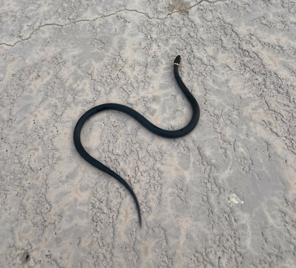 ring-necked snake from Coral Shores, Fort Lauderdale, FL, USA on July ...