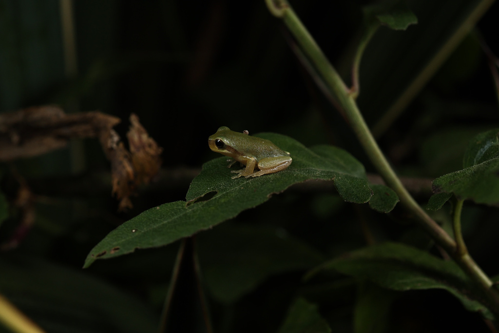 Common Chinese Tree Frog from 普陀区海岛公园, 舟山市, 浙江省, CN on July 22, 2024 at ...