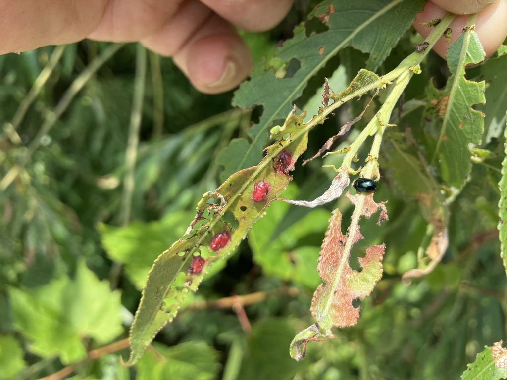 Willow Leaf Beetle from Snake Island, Chippewas of Georgina Island ...