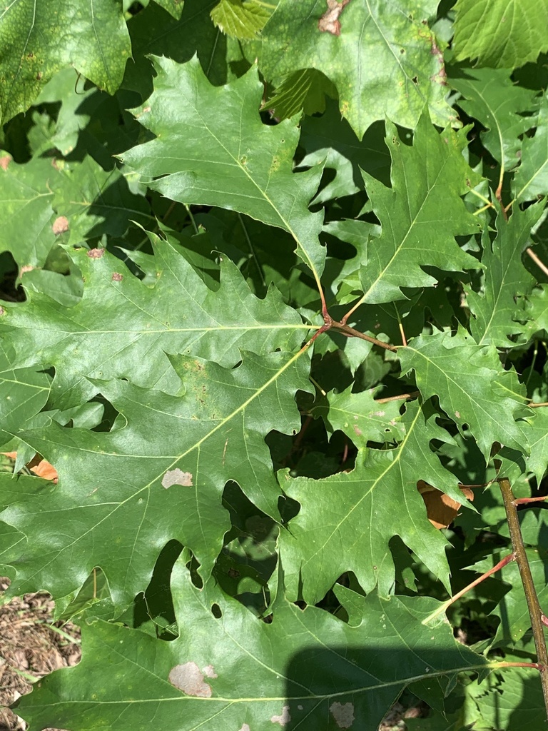 northern red oak from Inverhuron Provincial Park, Kincardine, ON, CA on ...