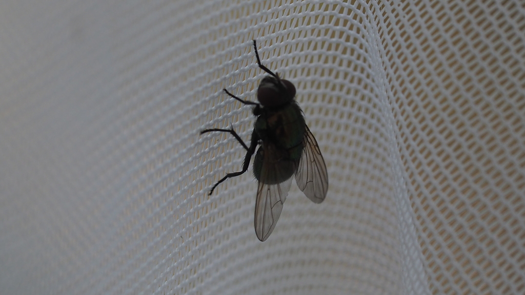 Muscini from Walligan QLD 4655, Australia on July 20, 2024 at 11:08 AM ...