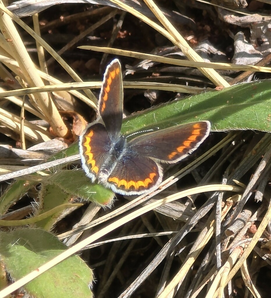 Melissa Blue from Aiken Canyon Preserve, El Paso County, CO, USA on ...
