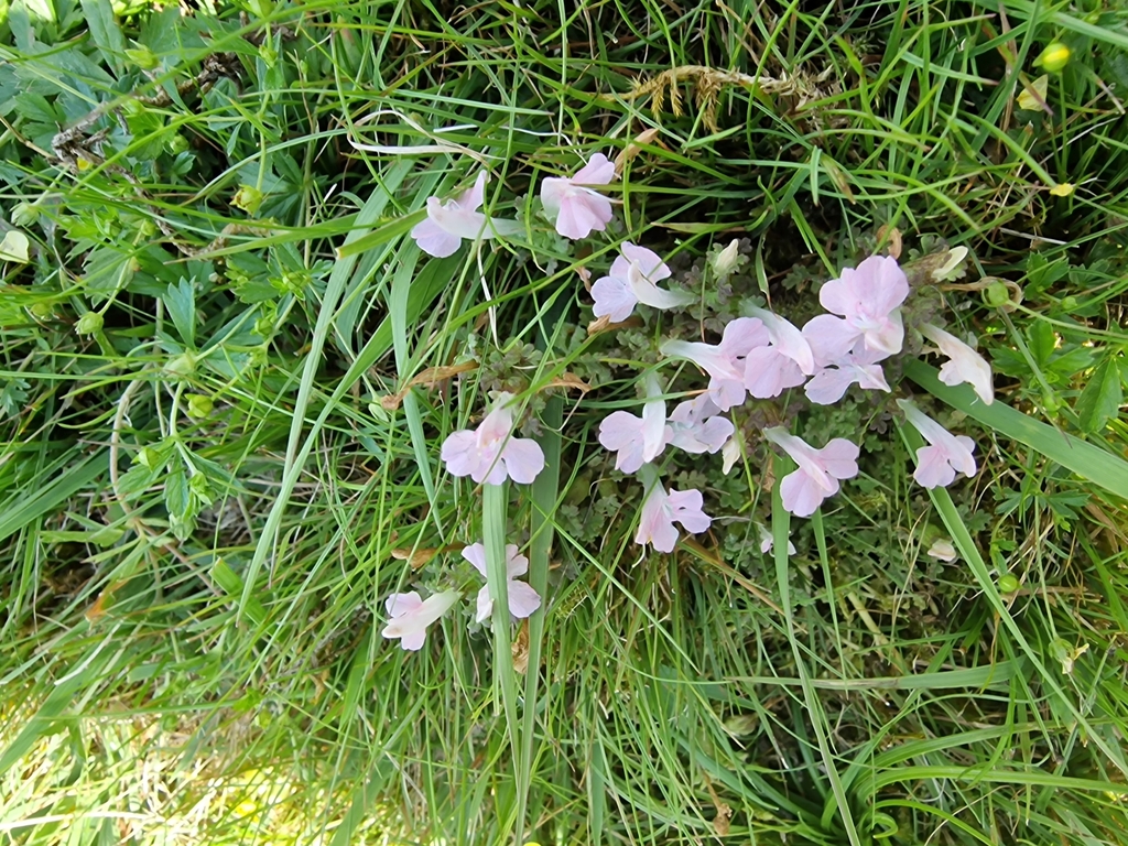 Common Lousewort from Chailey Commons: Romany Ridge Common, Red House ...