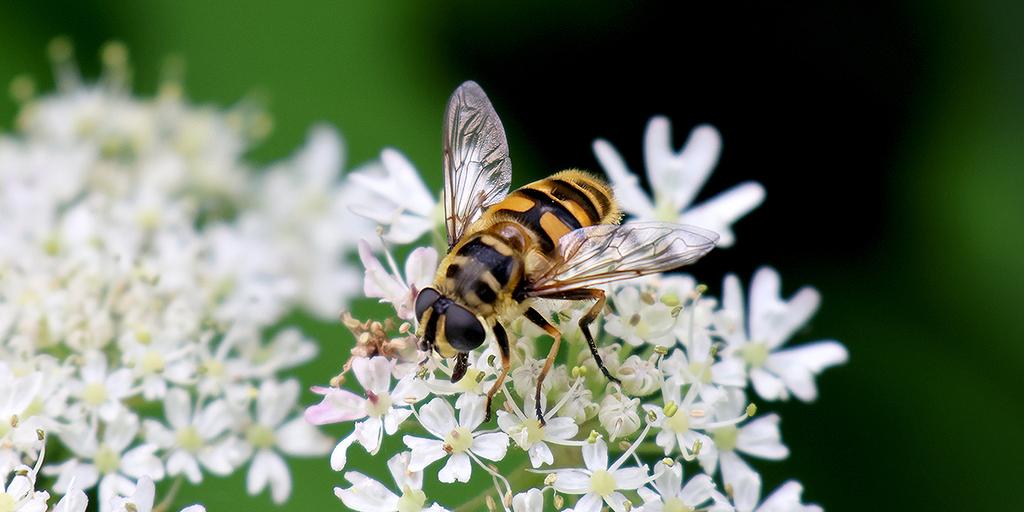 Yellow-haired Sun Fly from Newcastle upon Tyne, UK on July 20, 2024 at ...