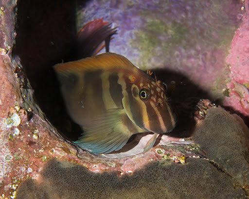 Borracho mono (Creatures of Culebra Reef Gardens) · iNaturalist