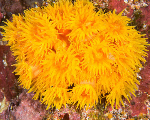 Coral sol (Tubastraea coccinea)