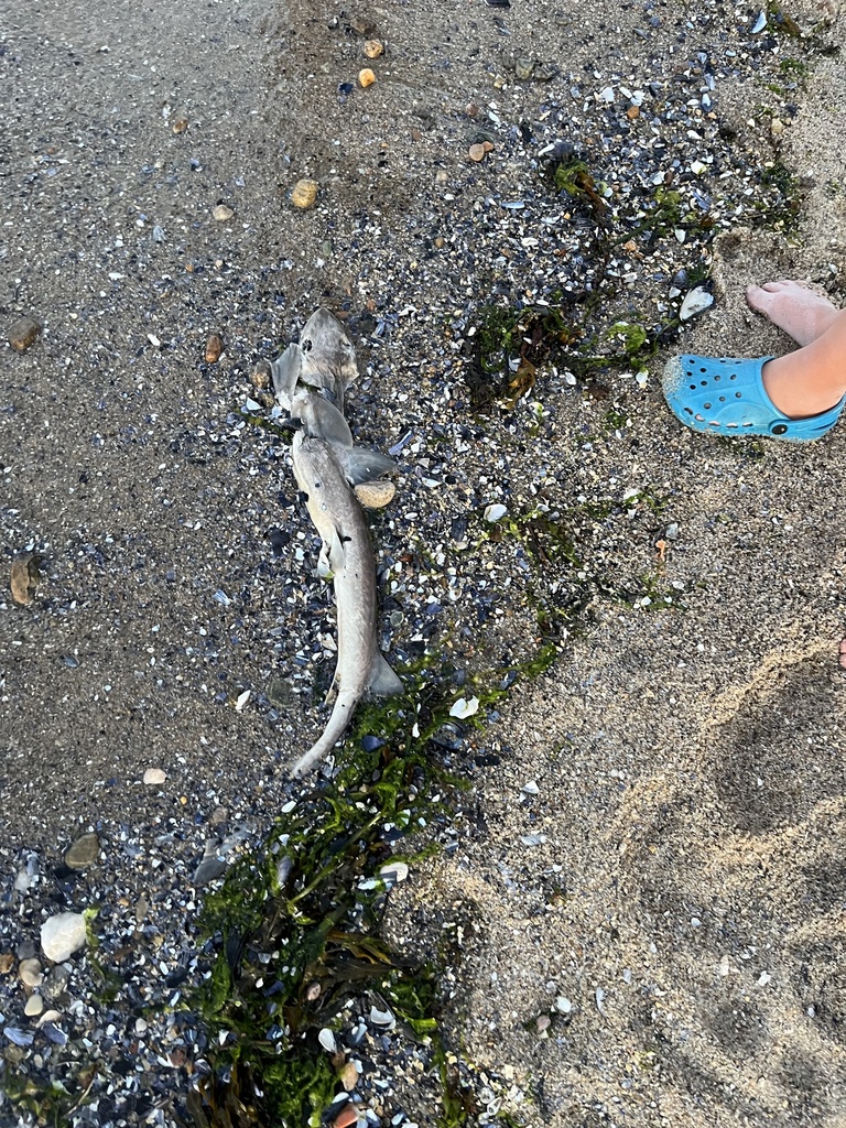 Dusky Smooth-hound in July 2024 by hana_leonard · iNaturalist
