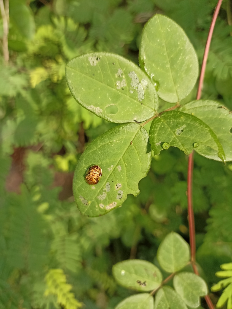 Microctenochira hectica from 49814 Jal., México on July 21, 2024 at 08: ...