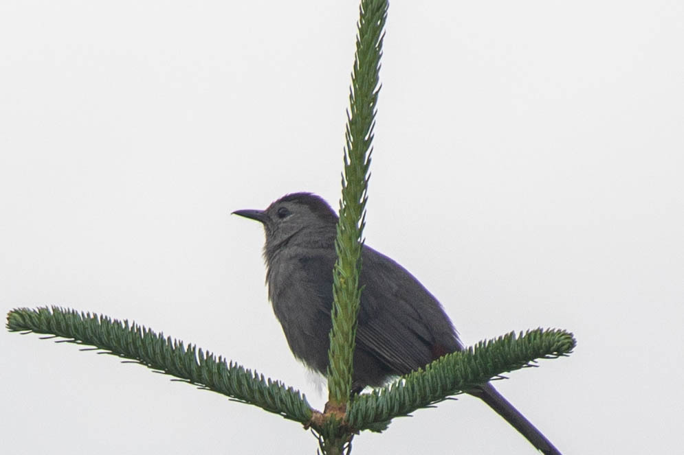 Gray Catbird from Mitchell County, NC, USA on July 19, 2024 at 03:24 PM ...