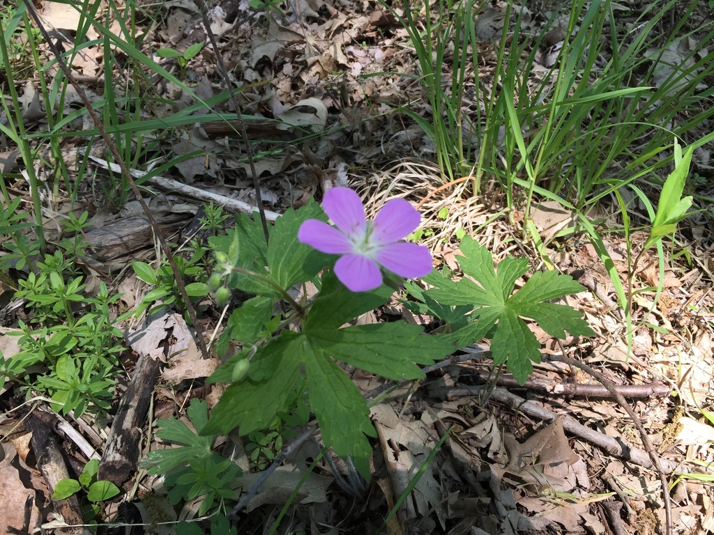 wild geranium from 15485 Saint Croix Trl N, Marine On Saint Croix, MN ...