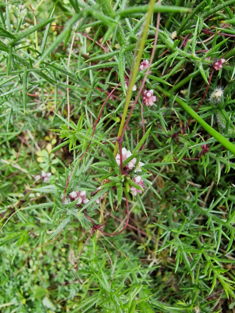 Clover Dodder from Chailey Commons: Romany Ridge Common, Red House ...